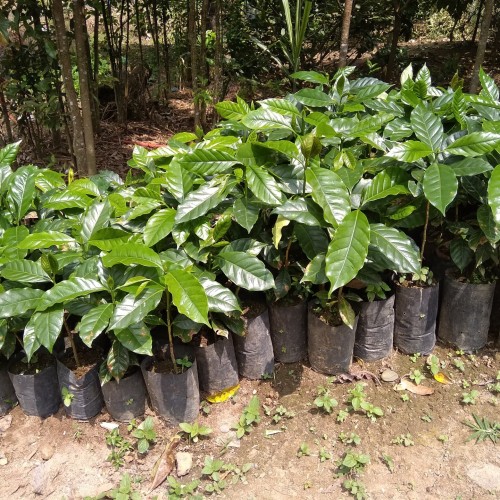 25 pohon Bibit kopi arabika / pohon kopi arabika / siap tanam COD ... 25 pohon Bibit kopi arabika / pohon kopi arabika / siap tanam COD ...