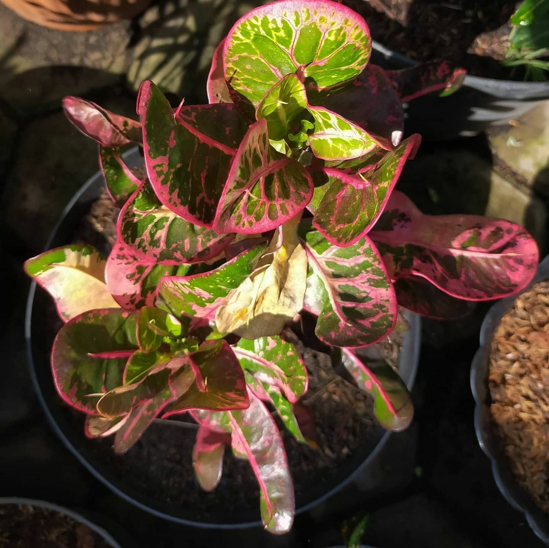 tanaman hias puring krupuk merah | Lazada Indonesia