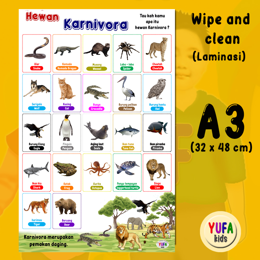 080 Poster mengenal hewan Karnivora - poster wipe n clean - poster ...