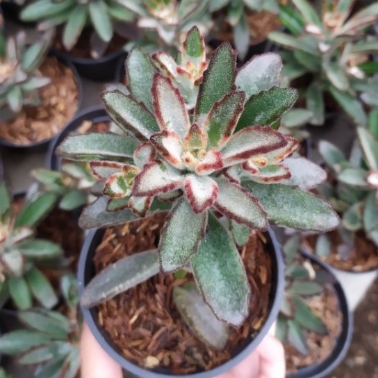 Sukulen Panda premium/Kalanchoe Tomentosa Chocolate Soldier | Lazada ...