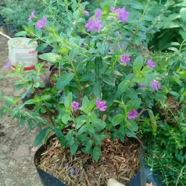 tanaman hias taiwan beauty bunga ungu tanaman vegetasi lebah madu ...