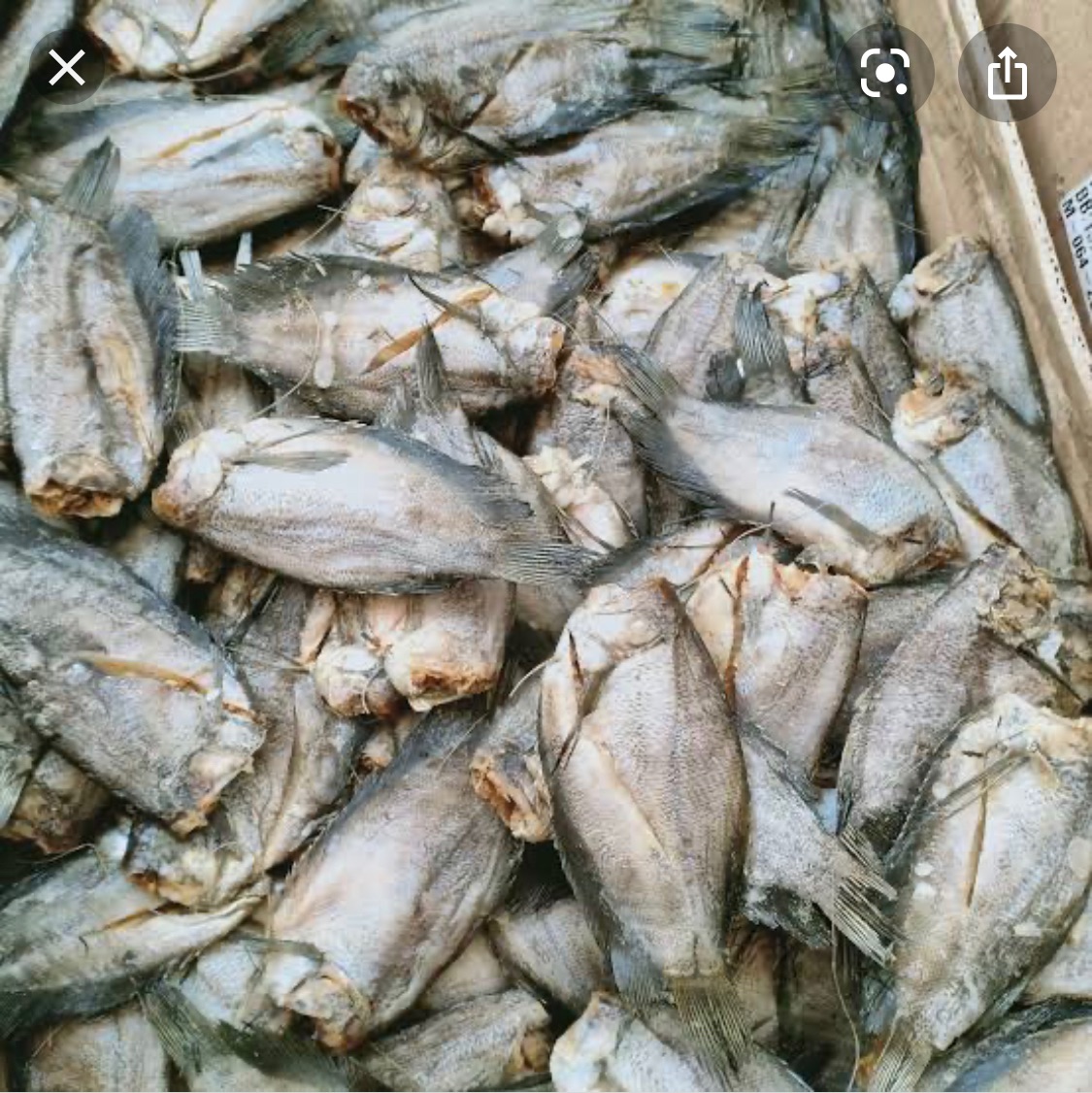 Ikan asin sepat siam besar 1kg | Lazada Indonesia