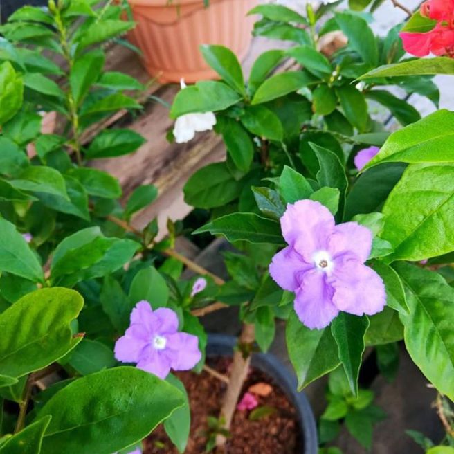 tanaman hias melati costa - bibit tanaman hias melati costa bunga ungu ...