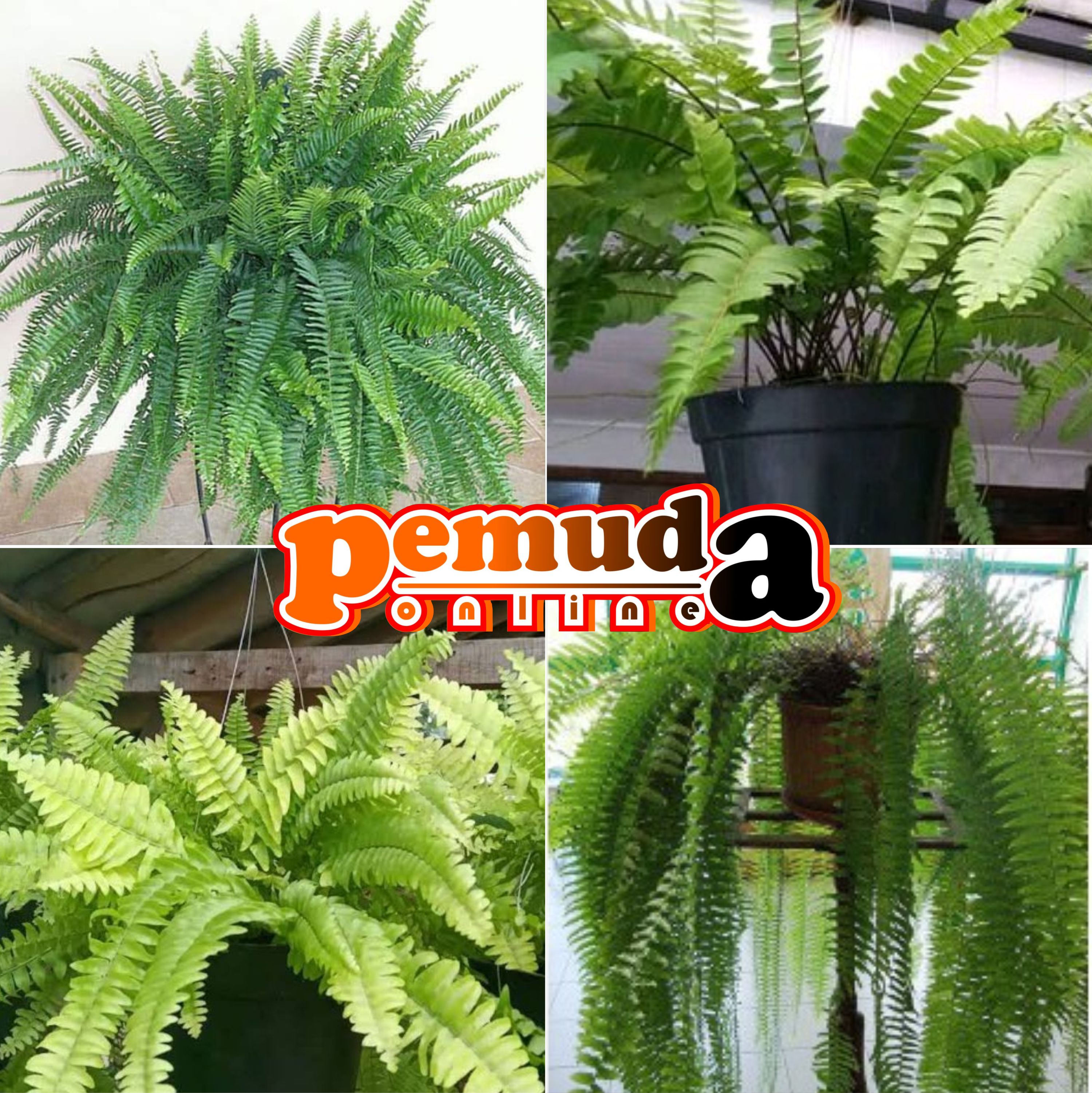 Tanaman hias pakis boston fern / tanaman pot gantung pakis boston ...