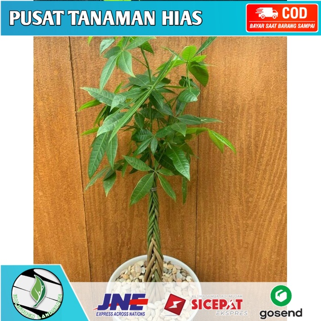 Tanaman hias Pacira Kepang 9 - Pachira Money Tree | Lazada Indonesia