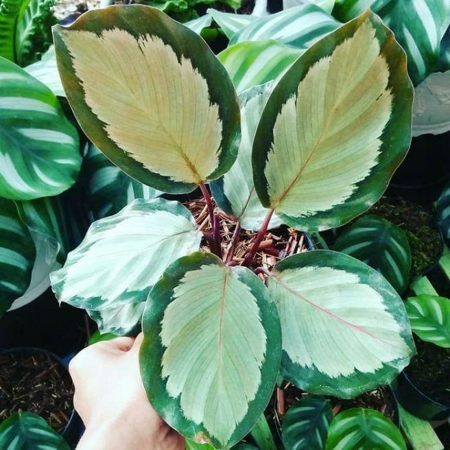 tanaman bunga hias calathea dark start - calathea darkstar - kalathea ...