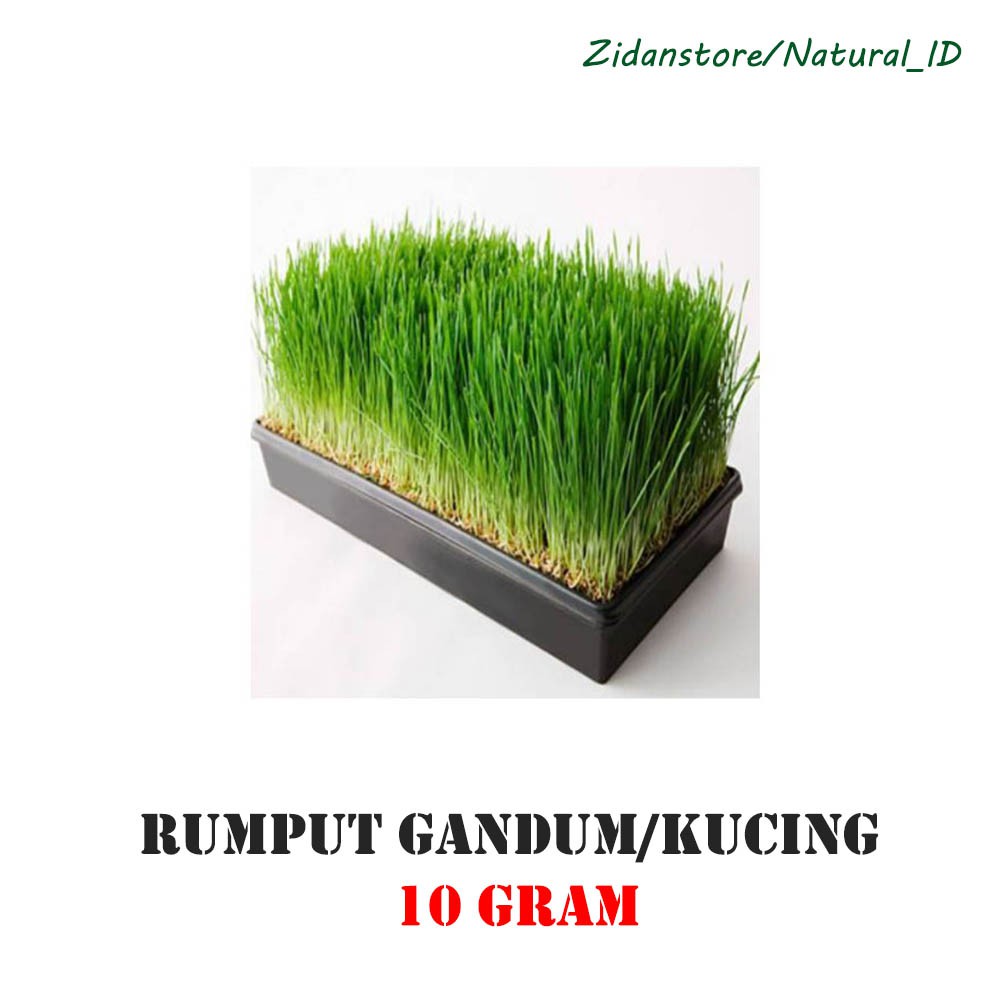 [COD] 3PCS BENIH BIBIT RUMPUT GANDUM WHEAT GRASS RUMPUT HEWAN | Lazada ...