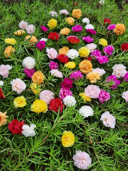 Bunga krokot asli super 100 stek batang bunga warna warni bunga sutra ...