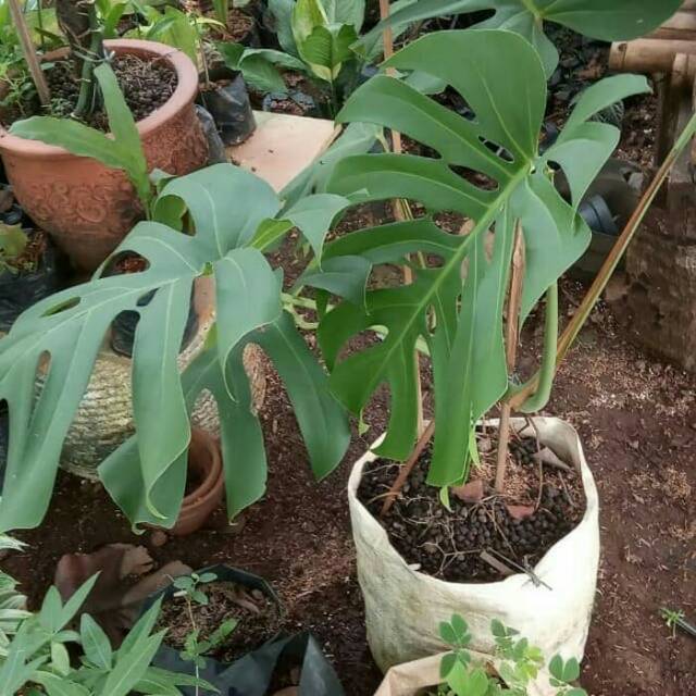 Tanaman Hias Monstera King Daun Besar | Lazada Indonesia Tanaman Hias Monstera King Daun Besar | Lazada Indonesia