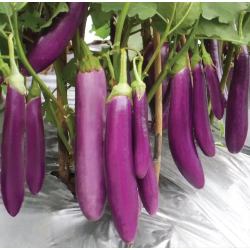 Pohon Terong Ungu siap berbuah | Lazada Indonesia