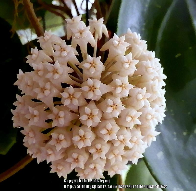 hoya gantung merambat bunga hoya latifolia | Lazada Indonesia
