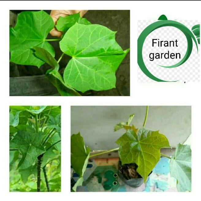 Bibit pohon jarak pagar-tanaman jarak pagar | Lazada Indonesia