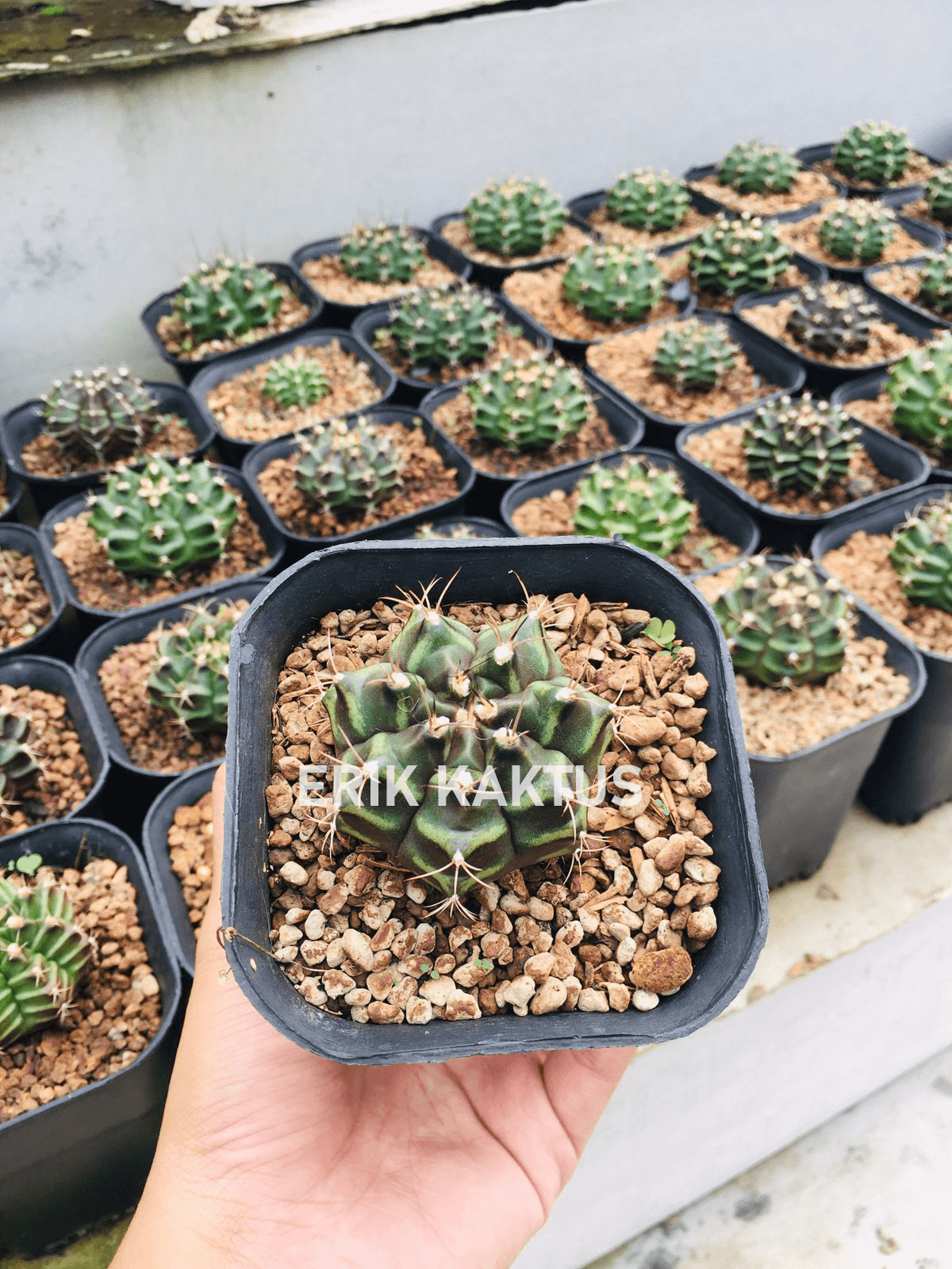 Kaktus Gymno Mihanovichii Seedling (Dari Biji) - Bonus Pot | Lazada ...