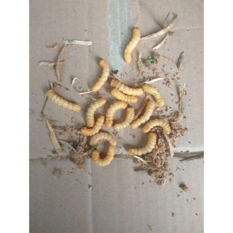 uter atau ulat kayu 20 ekor | Lazada Indonesia