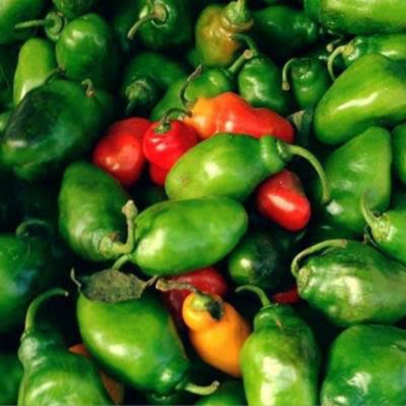 cabe gendot frehs 1kg cabe bendot fresh cabai setan super pedas asli ...