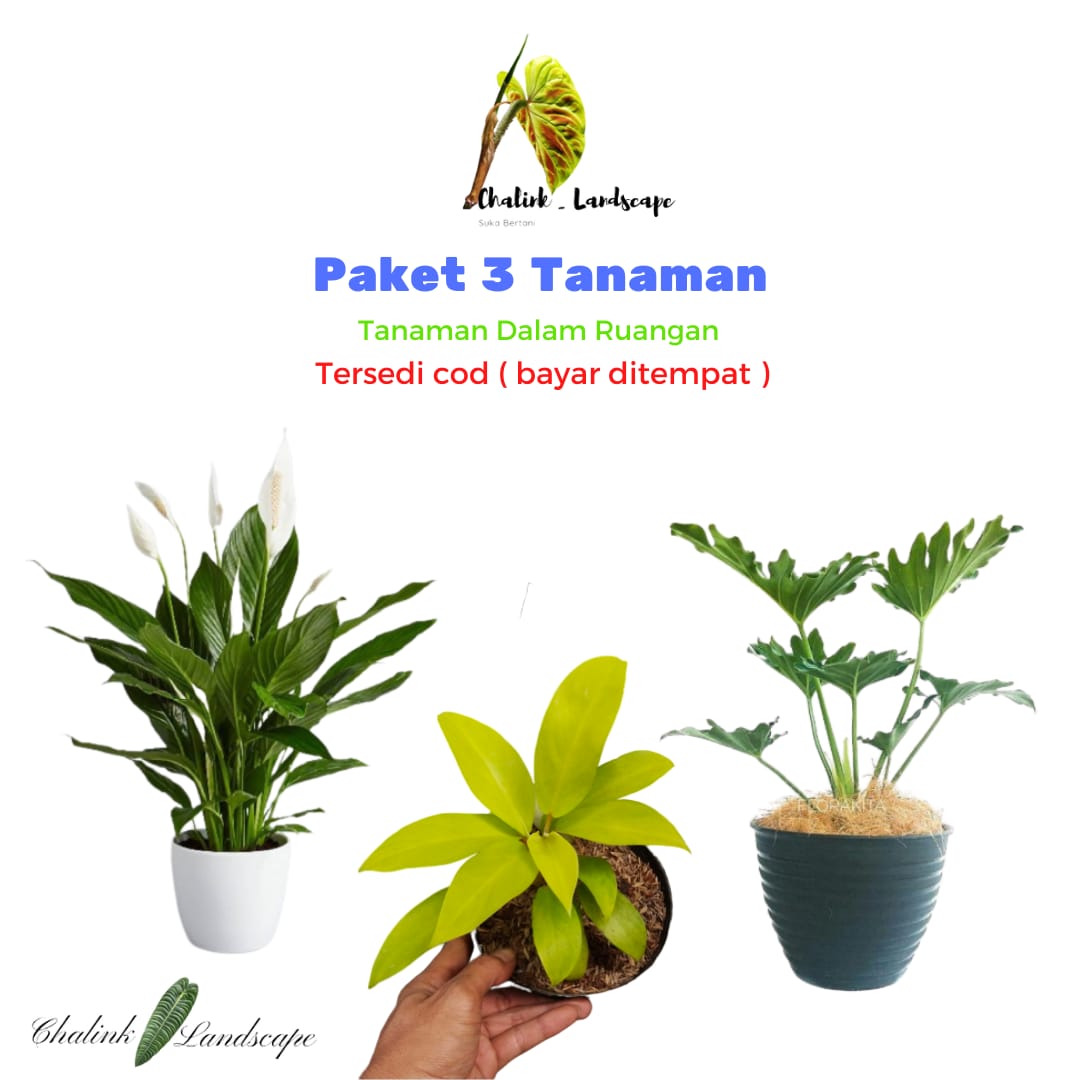 Paket 3 Tanaman Dalam Dan Luar ruangan Monstera Jari / Philodendron ...