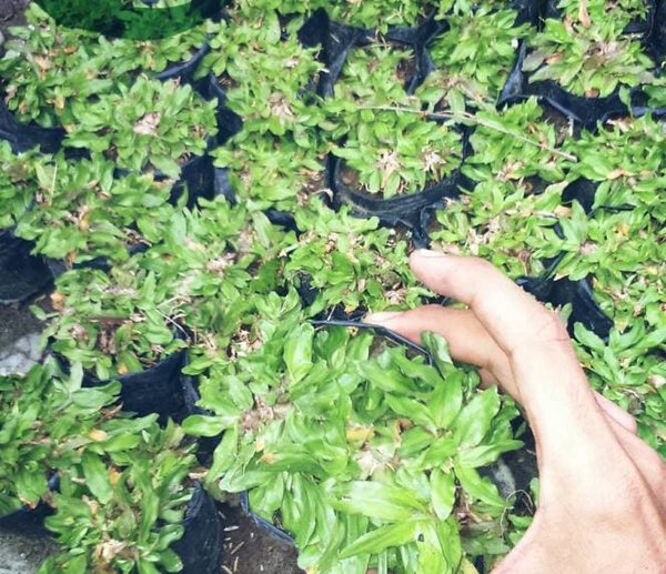 Rumput Gajah Mini Lazada Indonesia