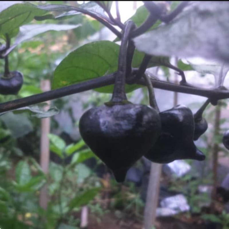 Biji Benih Cabe Hias Cabai Cupetinho Hitam (Black Chupetinho Pepper ...