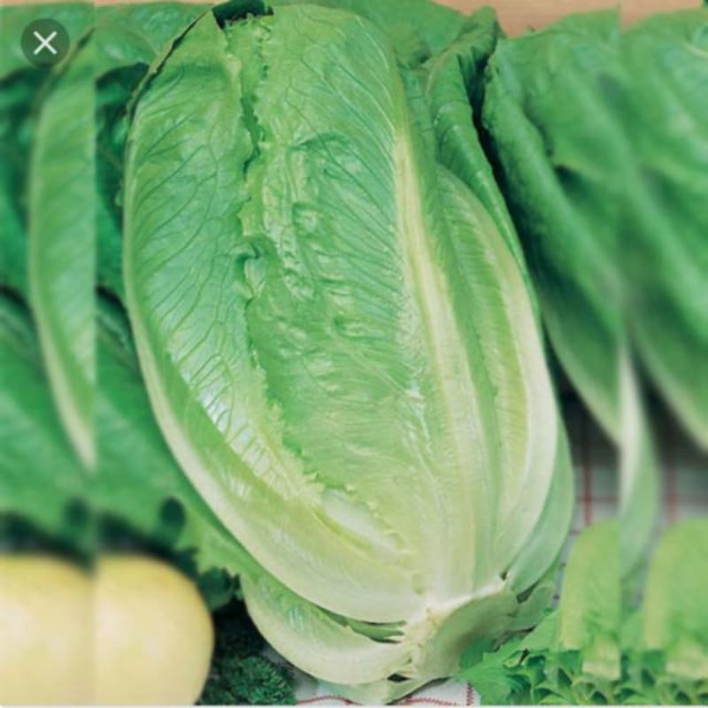 Biji Benih Sayur Selada Romain (Lettuce Romaine Ballon) | Lazada Indonesia