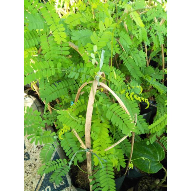 Obral Bibit pohon saga - Tanaman herbal daun saga rambat | Lazada Indonesia