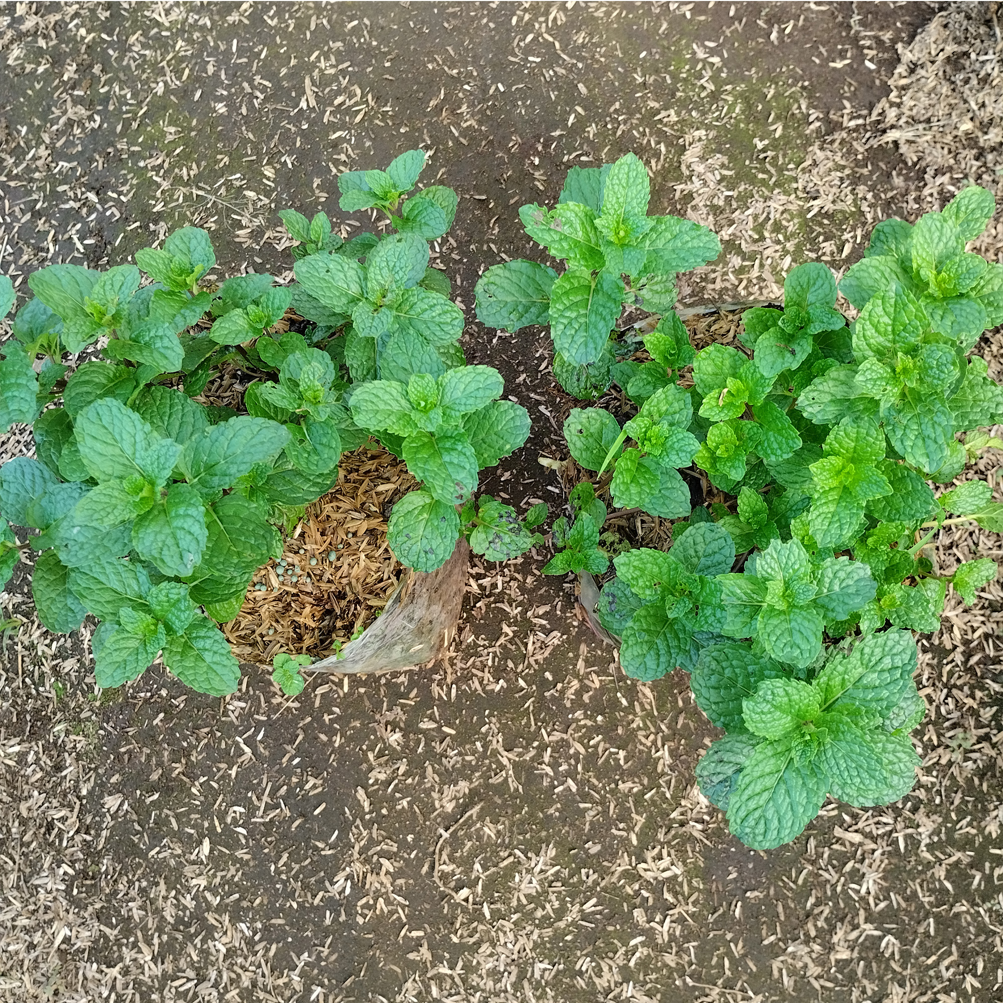 Pohon Mint Daun Peppermint Daun Mint | Lazada Indonesia