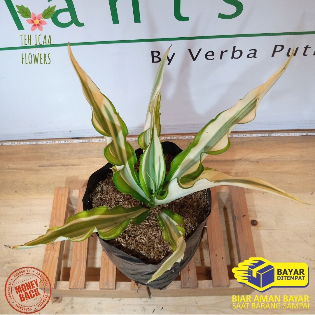 [HARGA KHUSUS] TANAMAN AGAVE PUTIH VARIEGATA TANAMAN HIAS AGAVE COD ...