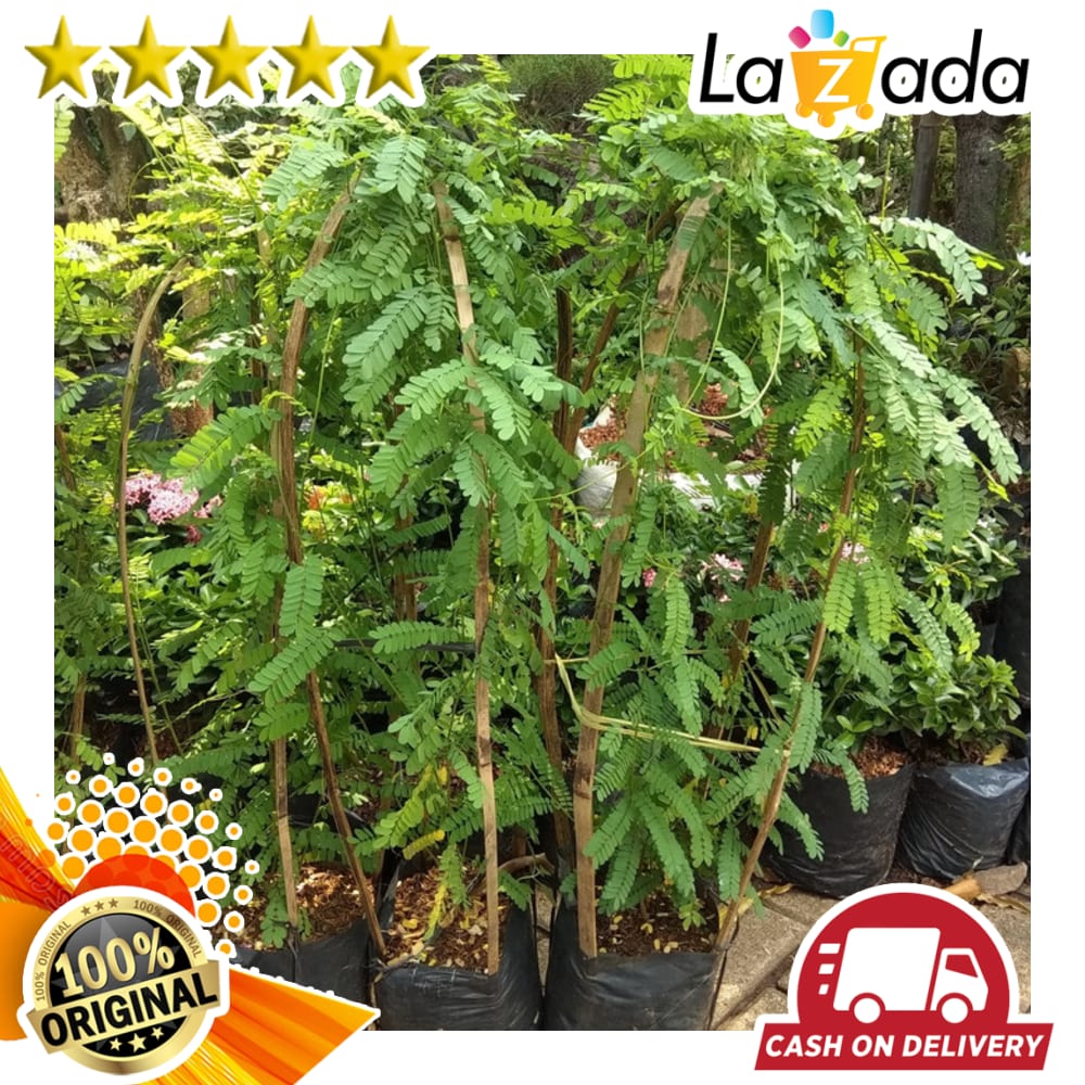 Bibit Tanaman Herbal Daun Saga/ Tanaman Daun Saga | Lazada Indonesia