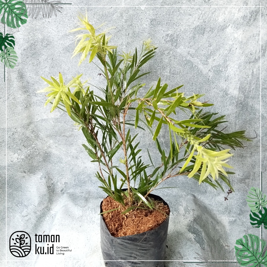 Tanaman Herbal Kayu Putih | Daun Minyak Kayu Putih | Pohon Kayu Putih ...