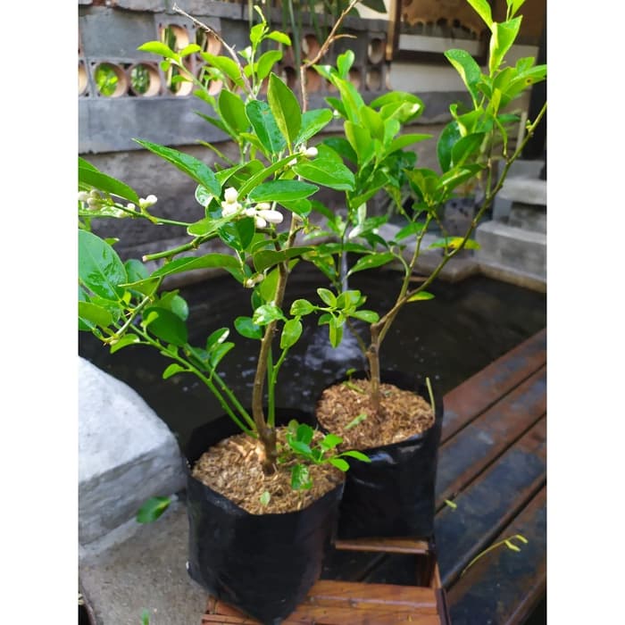 Bibit Tanaman Jeruk Pecel / Jeruk Nipis | Lazada Indonesia