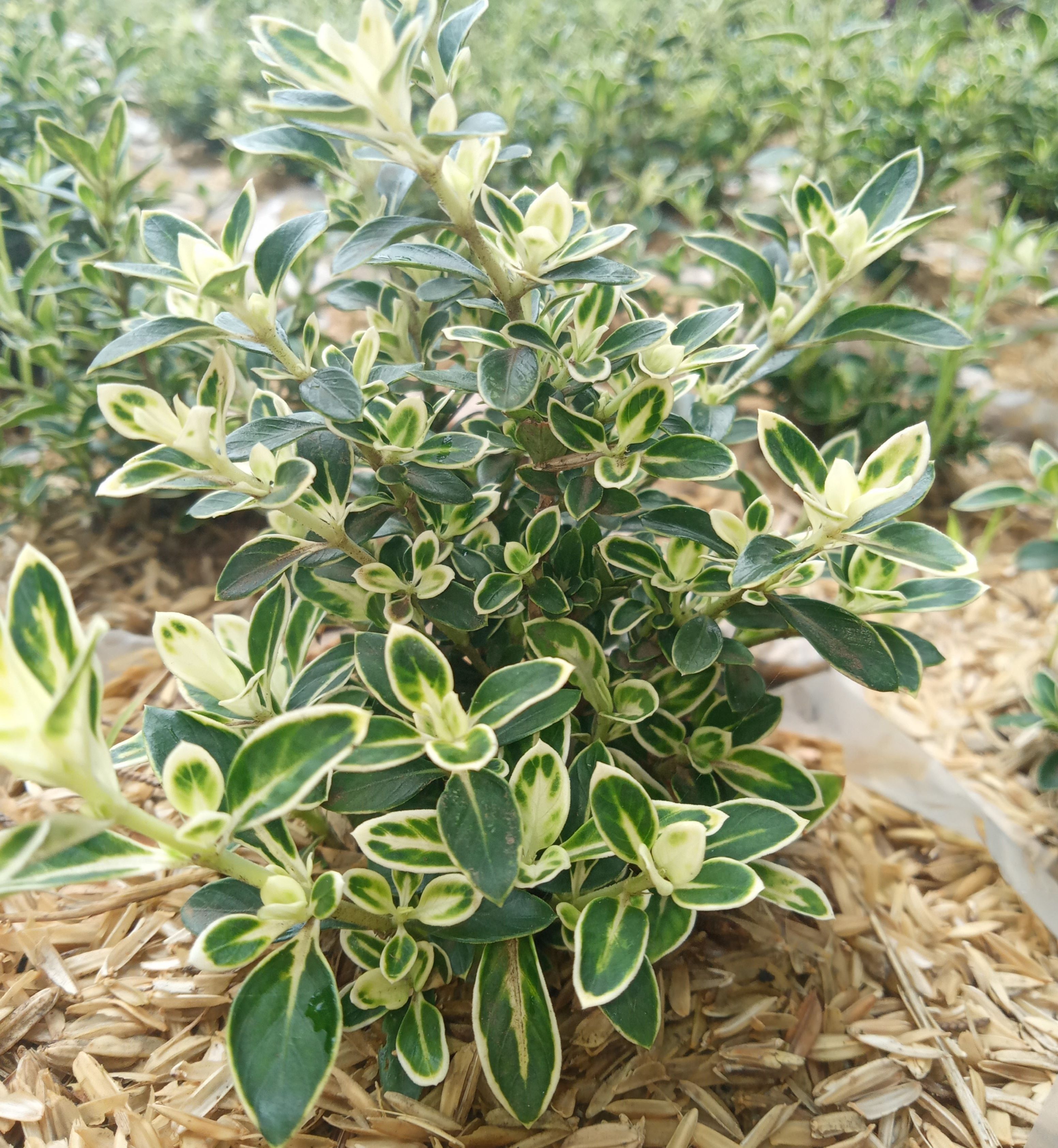 bahan bonsai hingkip/mitren,isi 2 pohon | Lazada Indonesia