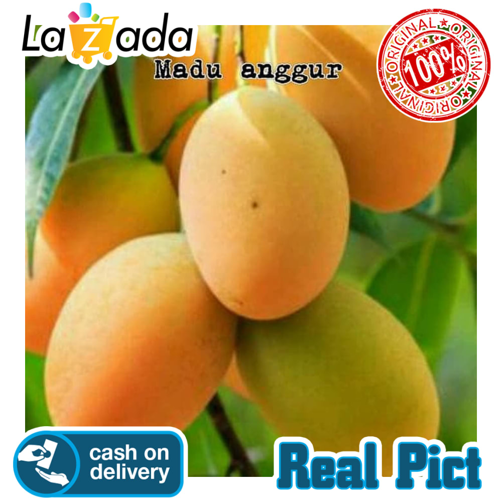 Tanaman Bibit Buah Mangga Madu Anggur | Lazada Indonesia