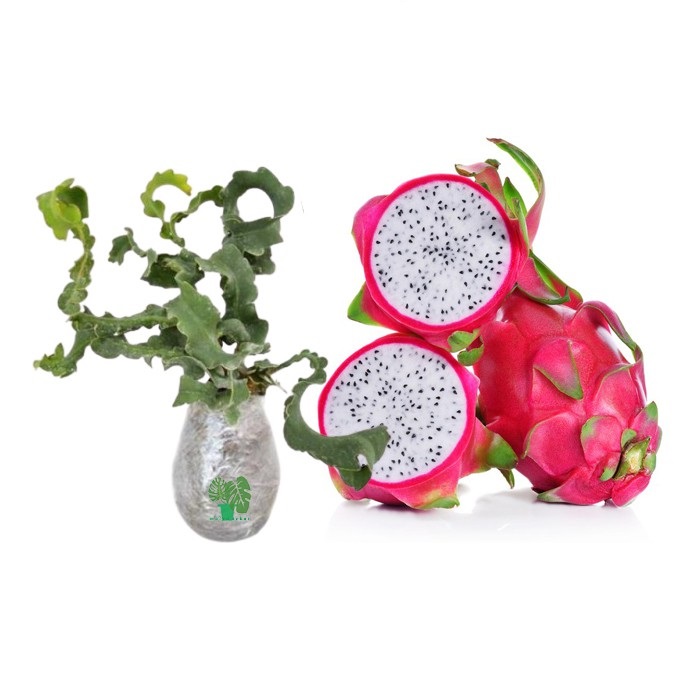 Tanaman Buah Naga Mini Siap Berbuah | Lazada Indonesia