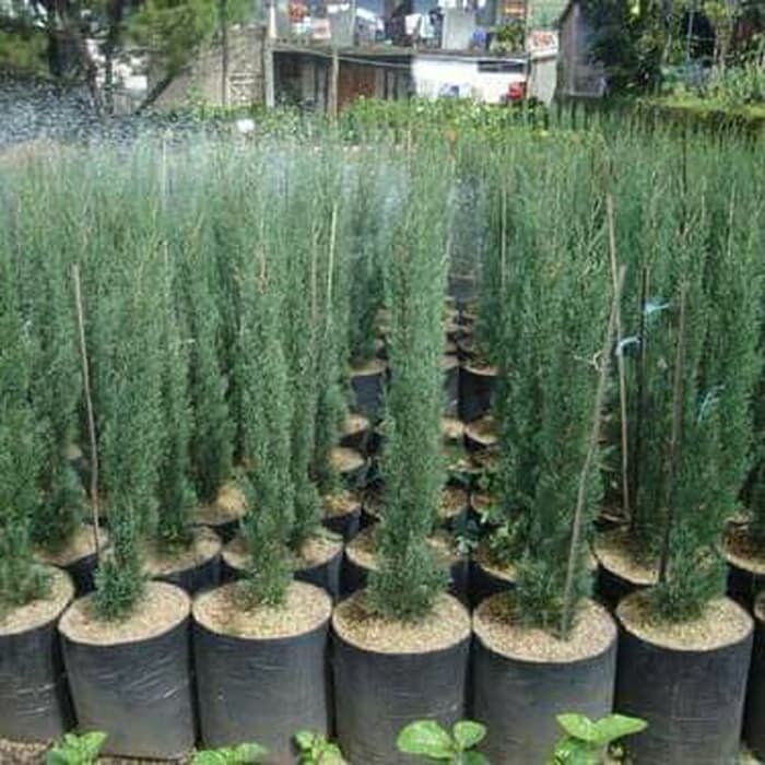 tanaman cemara lilin besar tinggi 1 meter | Lazada Indonesia
