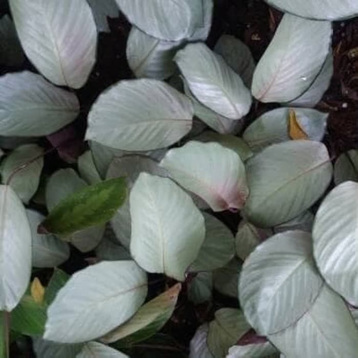Tanaman hias calathea silver / pohon calatea silver | Lazada Indonesia