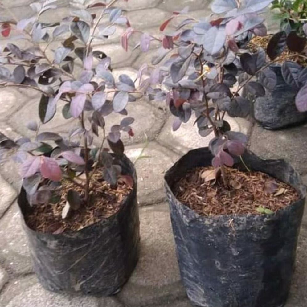 Bahan Bonsai Serut Merah (Loropetalum) | Lazada Indonesia