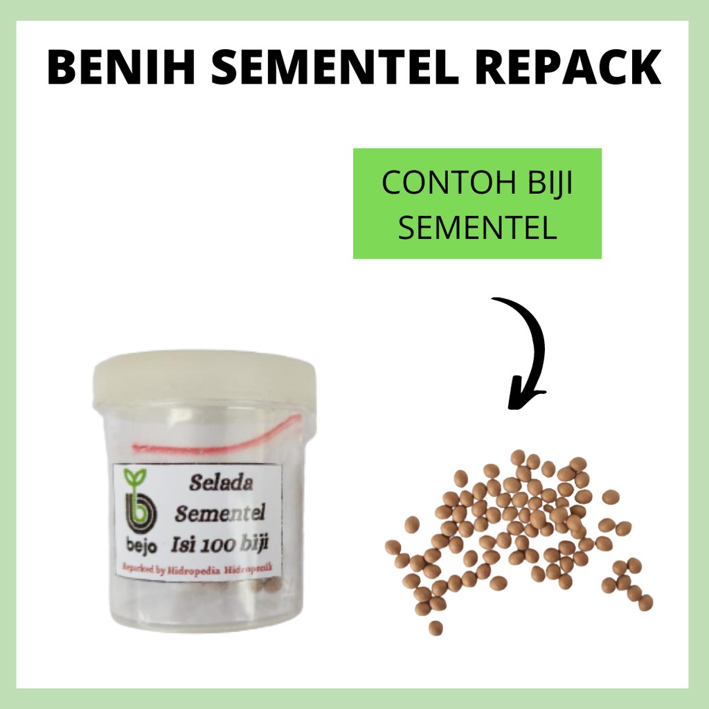 Benih Bibit Selada Import SEMENTEL Bejo Seed (100 Pill) Berkualitas ...