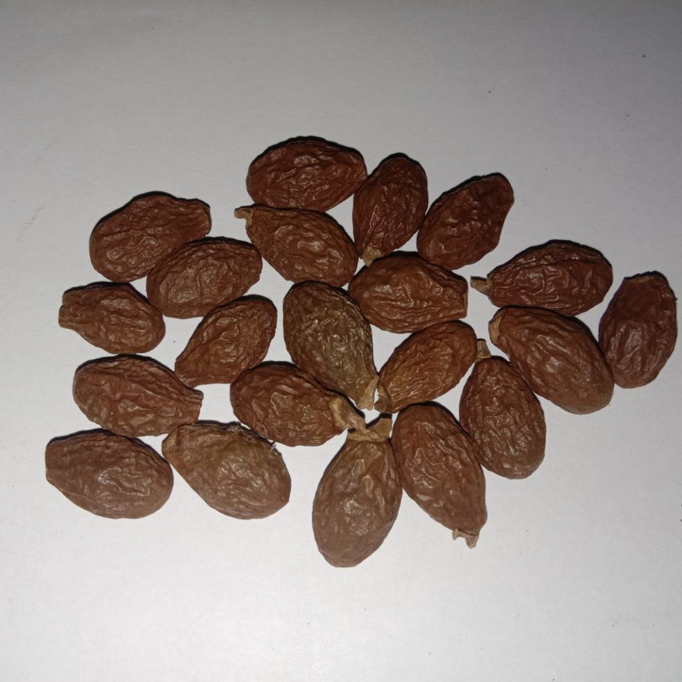 pang da hai buah tempayang kembang semangkok 100 gram | Lazada Indonesia