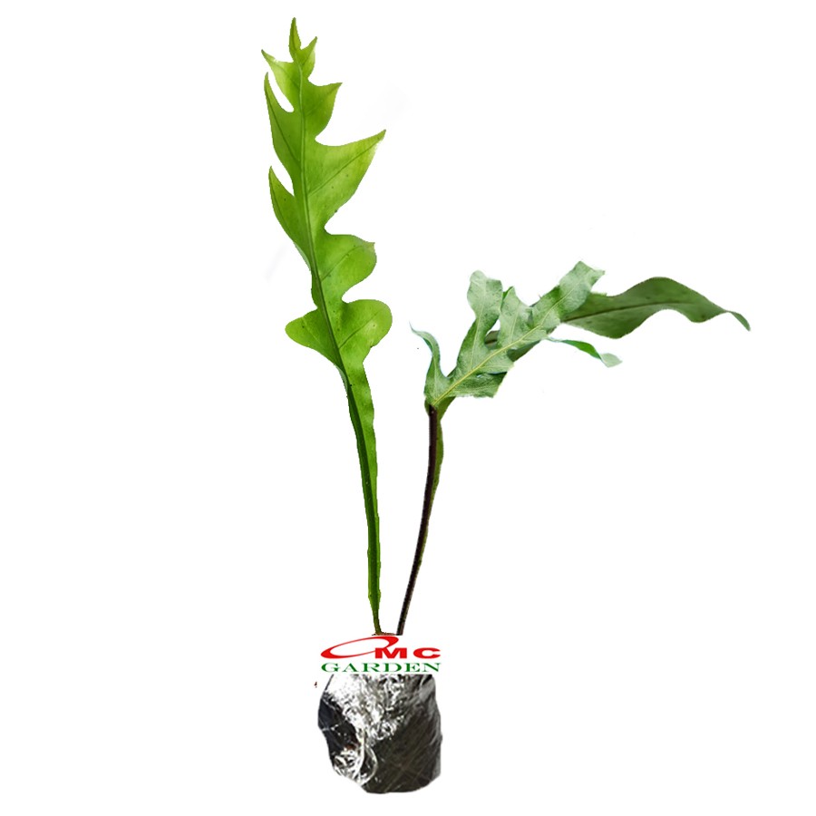 Kadaka Tanduk Rusa Pakis Paku Bintang Biru Blue Star Fern Tanaman D12 ...