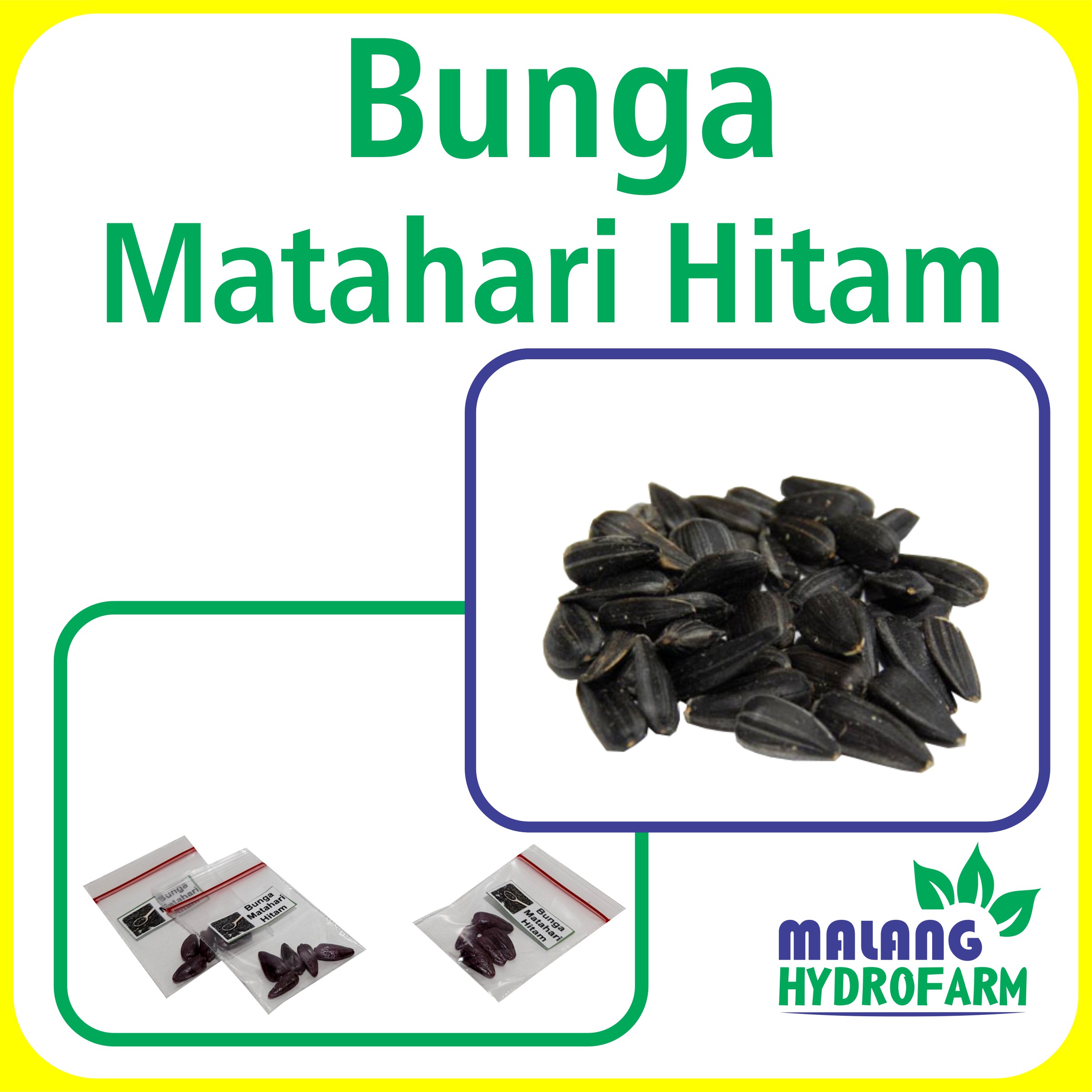 Benih Bunga Matahari Hitam Unggulan Berkualitas biji bibit sun flower ...