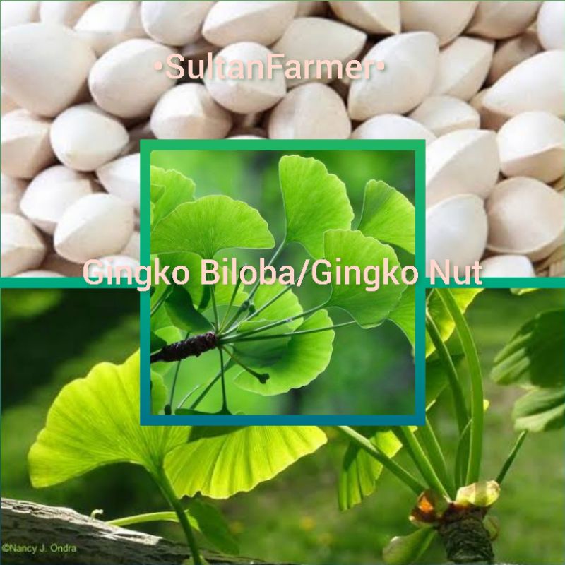Isi 3 Benih Biji Gingko Nut / Gingko Biloba /Gingko Trees Seeds/biji ...