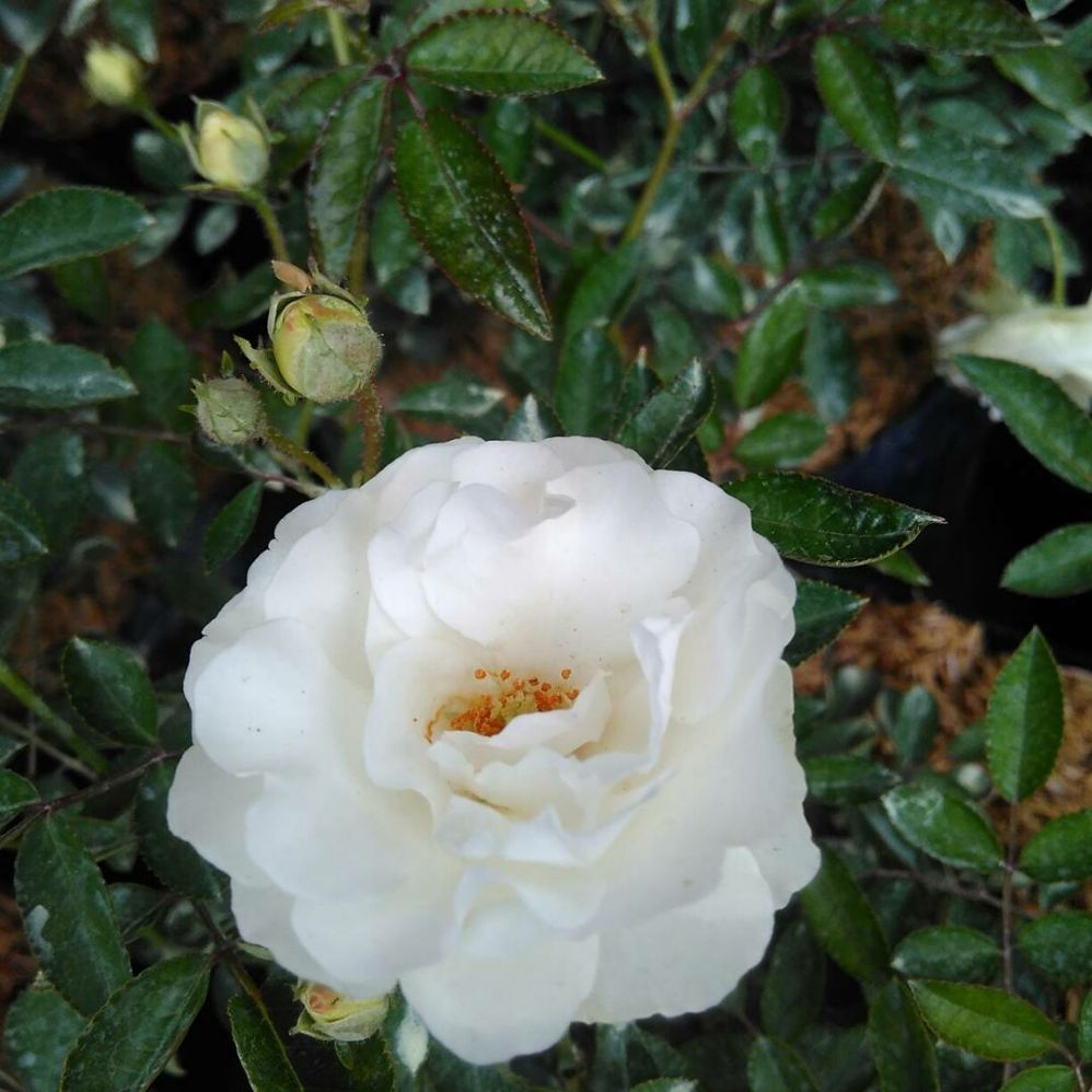 Bunga Mawar Jepang Putih | Lazada Indonesia