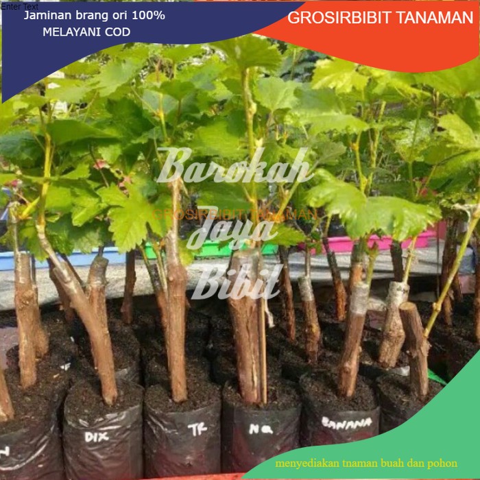 Bibit Anggur Import Shine Muscat Asli Japan Grafting - Varietas Jepang ...