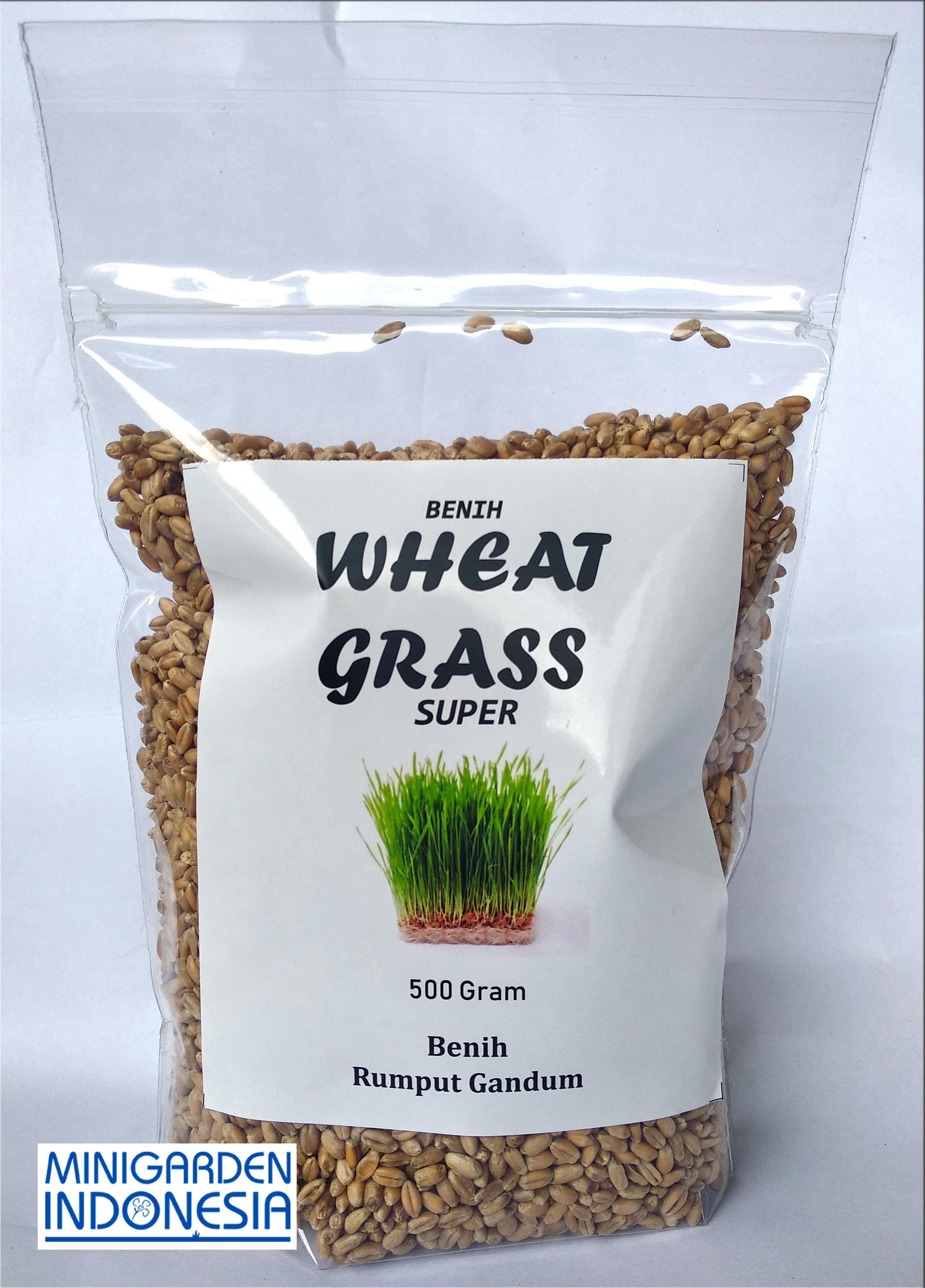 500 Gram Bibit benih Wheat grass Rumput Gandum BISA DIMINUM Kemasan ...