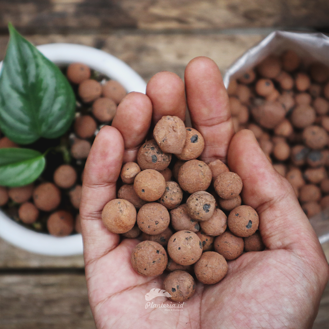 Hydroton Leca Coklat Import 1 Liter | Lazada Indonesia