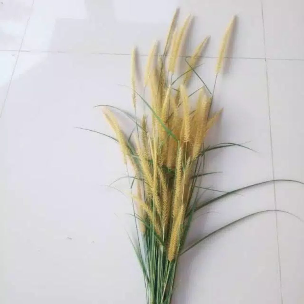 Bunga Alang-Alang Original, Oson-Oson, Bunga Ilalang (Isi 15 tangkai ...