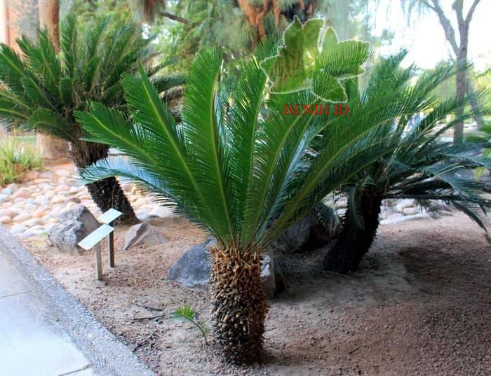 Tanaman Hias Palem Sikas penawar jambe pakis haji | Lazada Indonesia