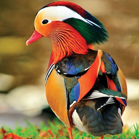 TELUR BEBEK HIAS MANDARIN FERTIL ASLI SIAP UNTUK DITETASKAN | Lazada ...