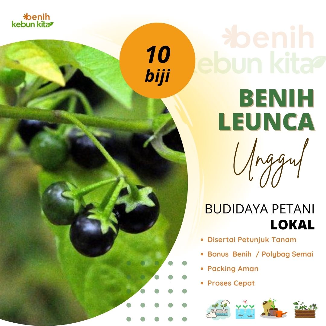 Benih Unggul Biji Bibit Sayuran Leunca Ranti Bibit Tanaman Sayur ...