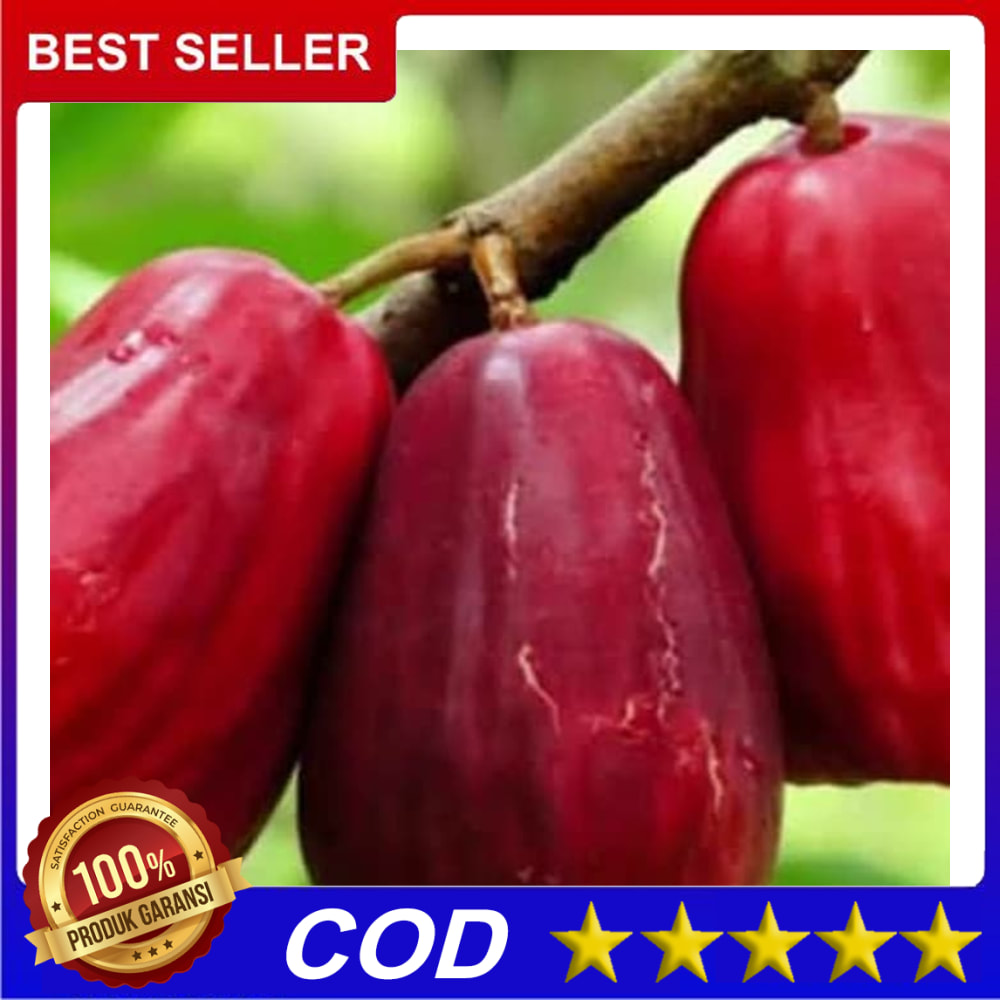 Bibit Pohon Jambu Jamaika - Buah Jambu Jamaika Tanaman Jambu Bol Merah ...