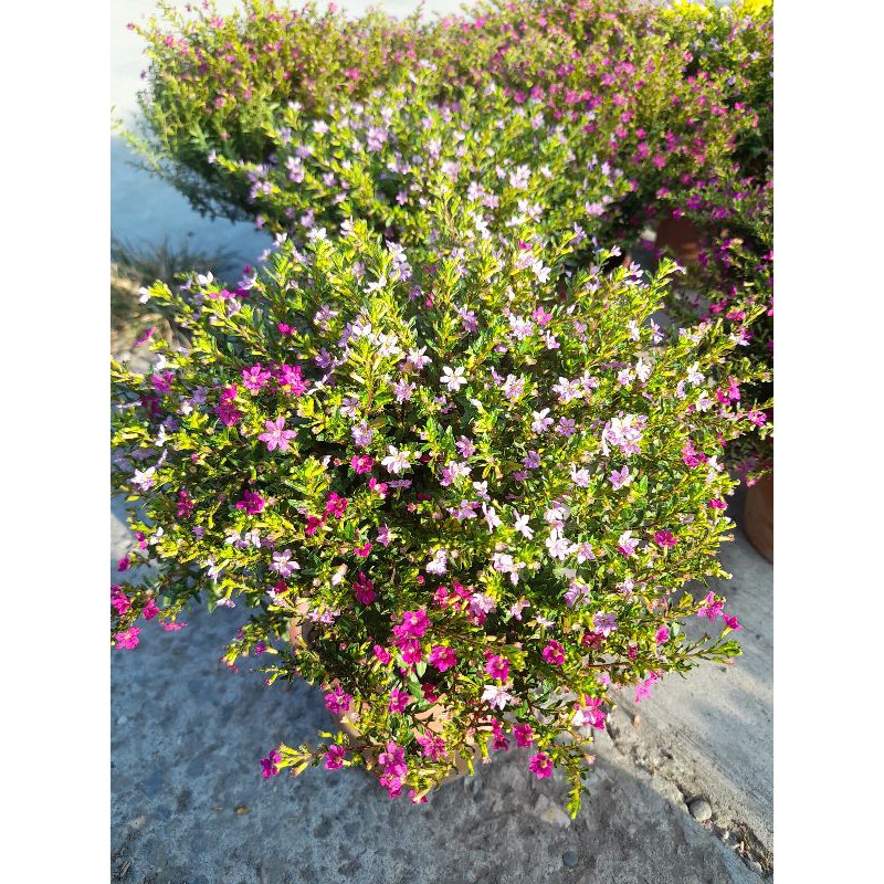 Paket 2 Tanaman Hias Bunga Hidup Taiwan Beauty Cuphea Hyssopifolia ...